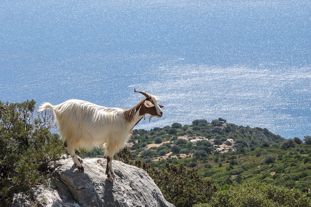 Mountain Goats | Cranky German